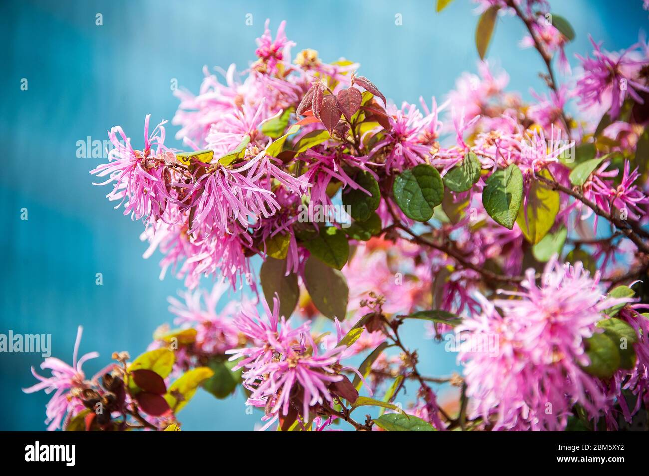Loropetalum Chinense known as Chinese fringe flower or Chinese witch ...