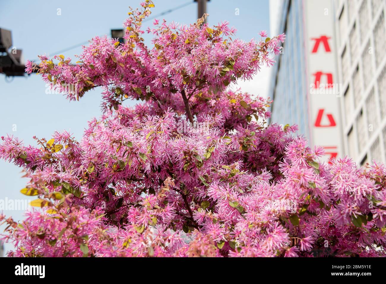 Loropetalum Chinense known as Chinese fringe flower or Chinese witch ...