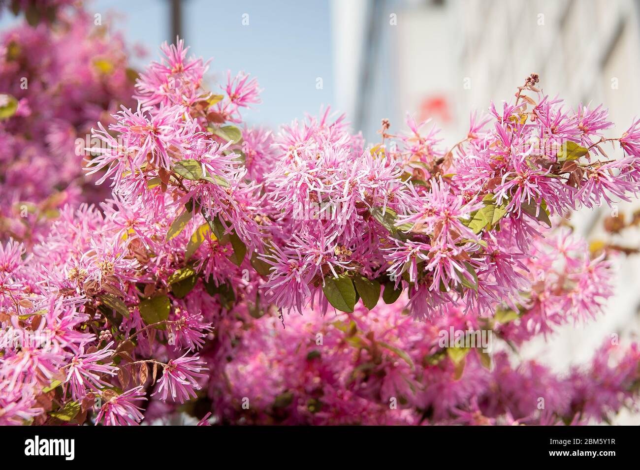 Loropetalum Chinense known as Chinese fringe flower or Chinese witch ...