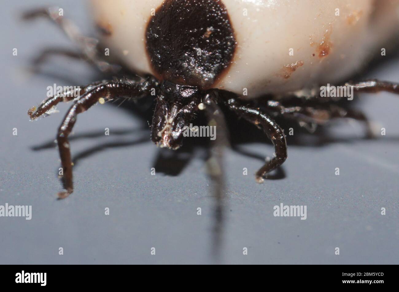 Super macro close up of female Ixodes ricinus, the castor bean tick, a ...