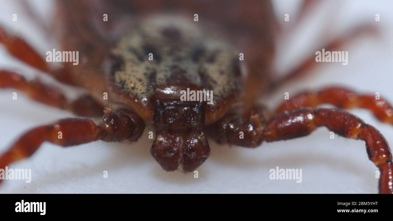 Super macro close up of parasitic Dermacentor reticulatus, also known ...