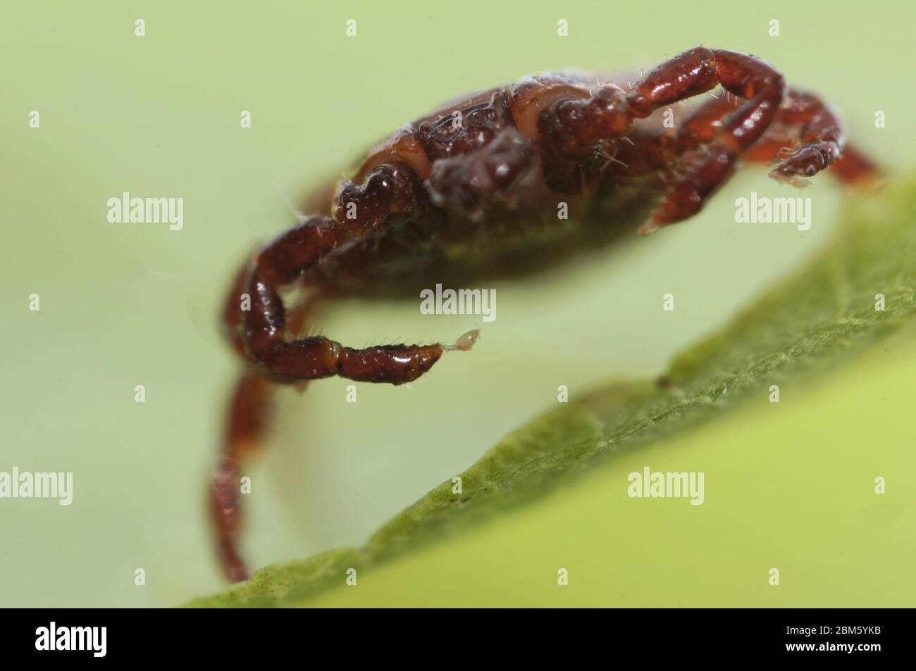 Super macro close up of parasitic Dermacentor reticulatus, also known ...