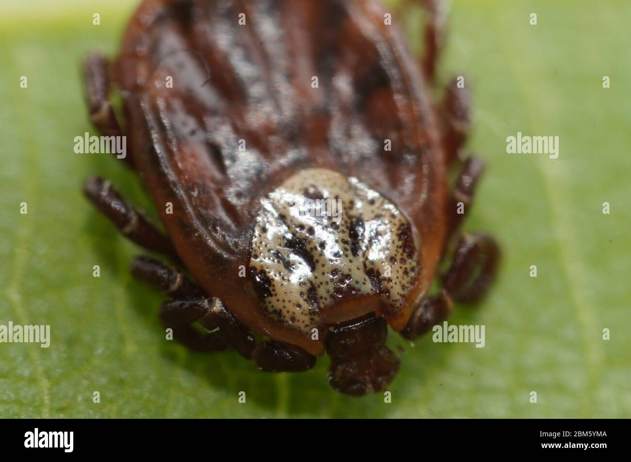 Super macro close up of parasitic Dermacentor reticulatus, also known ...