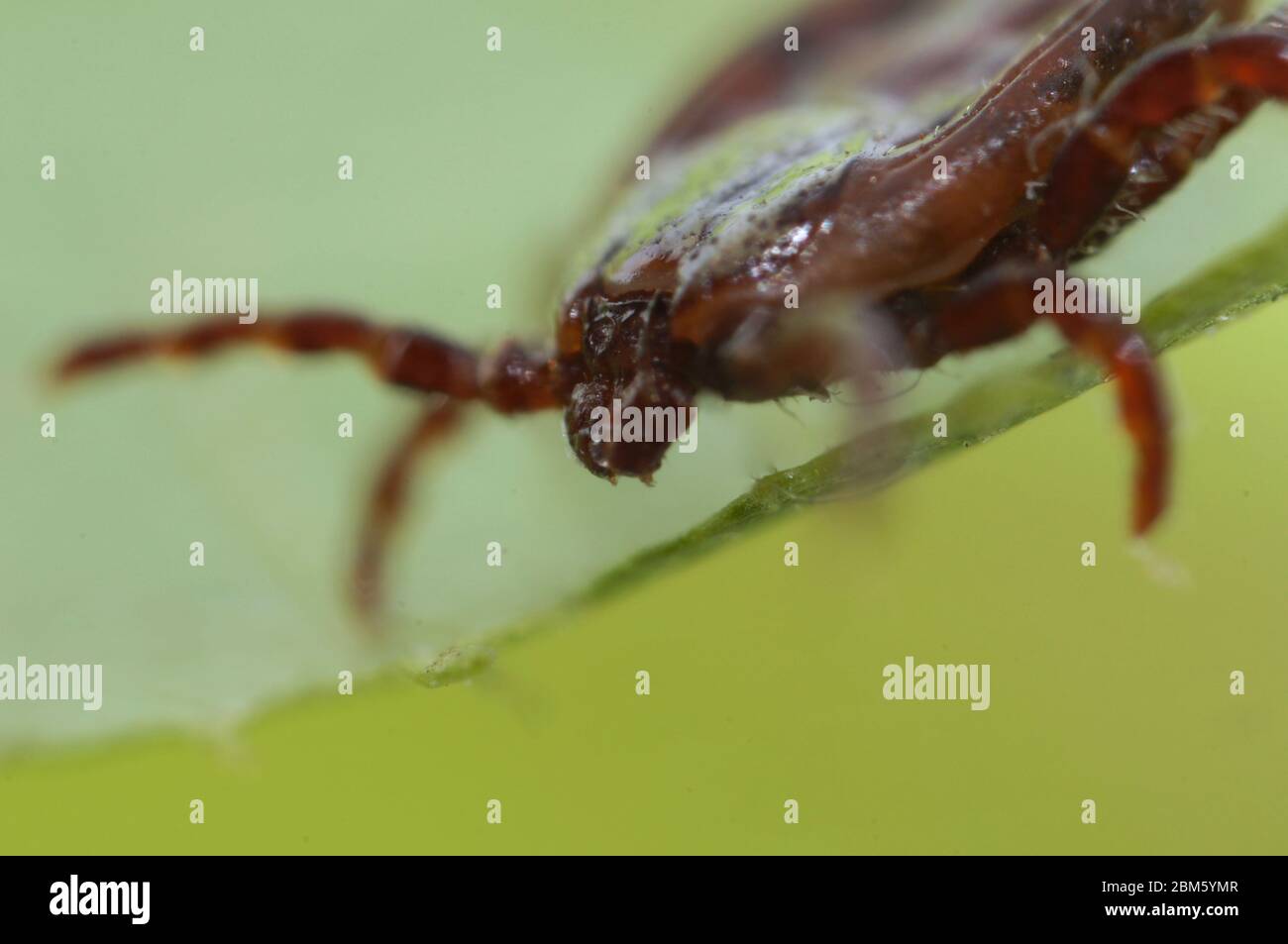 Super macro close up of parasitic Dermacentor reticulatus, also known ...