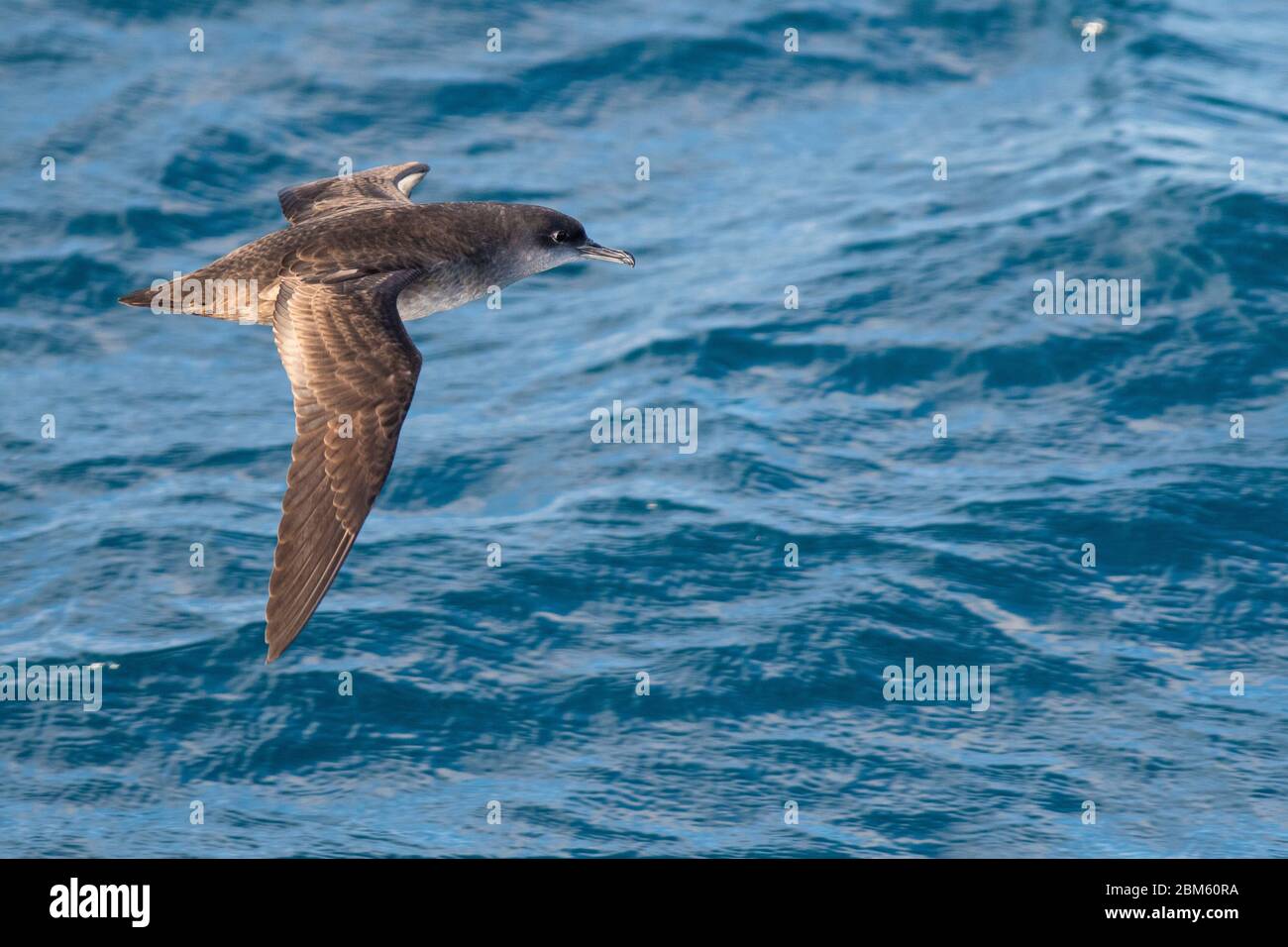 Shearwater diving hi-res stock photography and images - Alamy