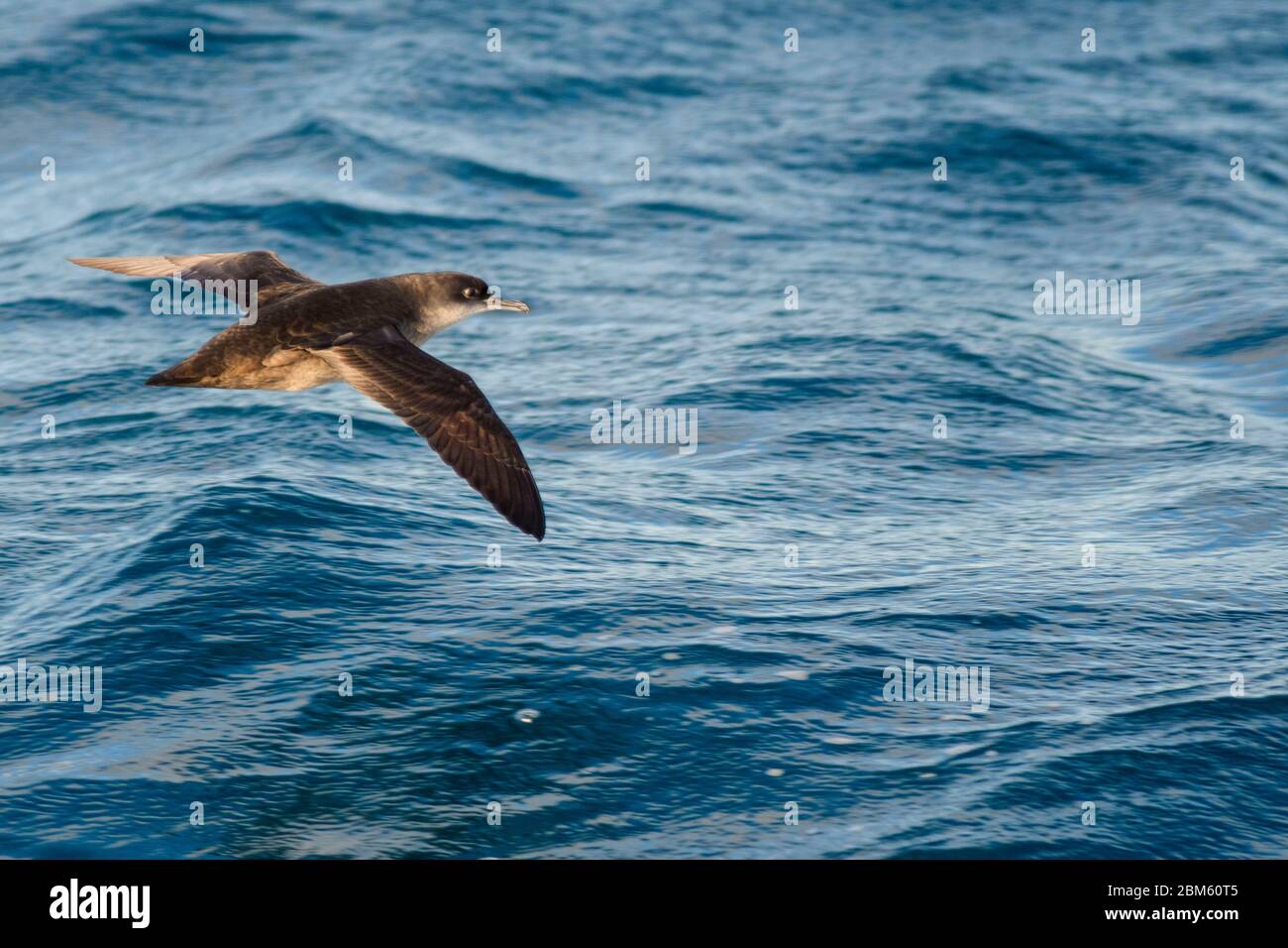 A balearic shearwater (Puffinus mauretanicus) flying in in the ...