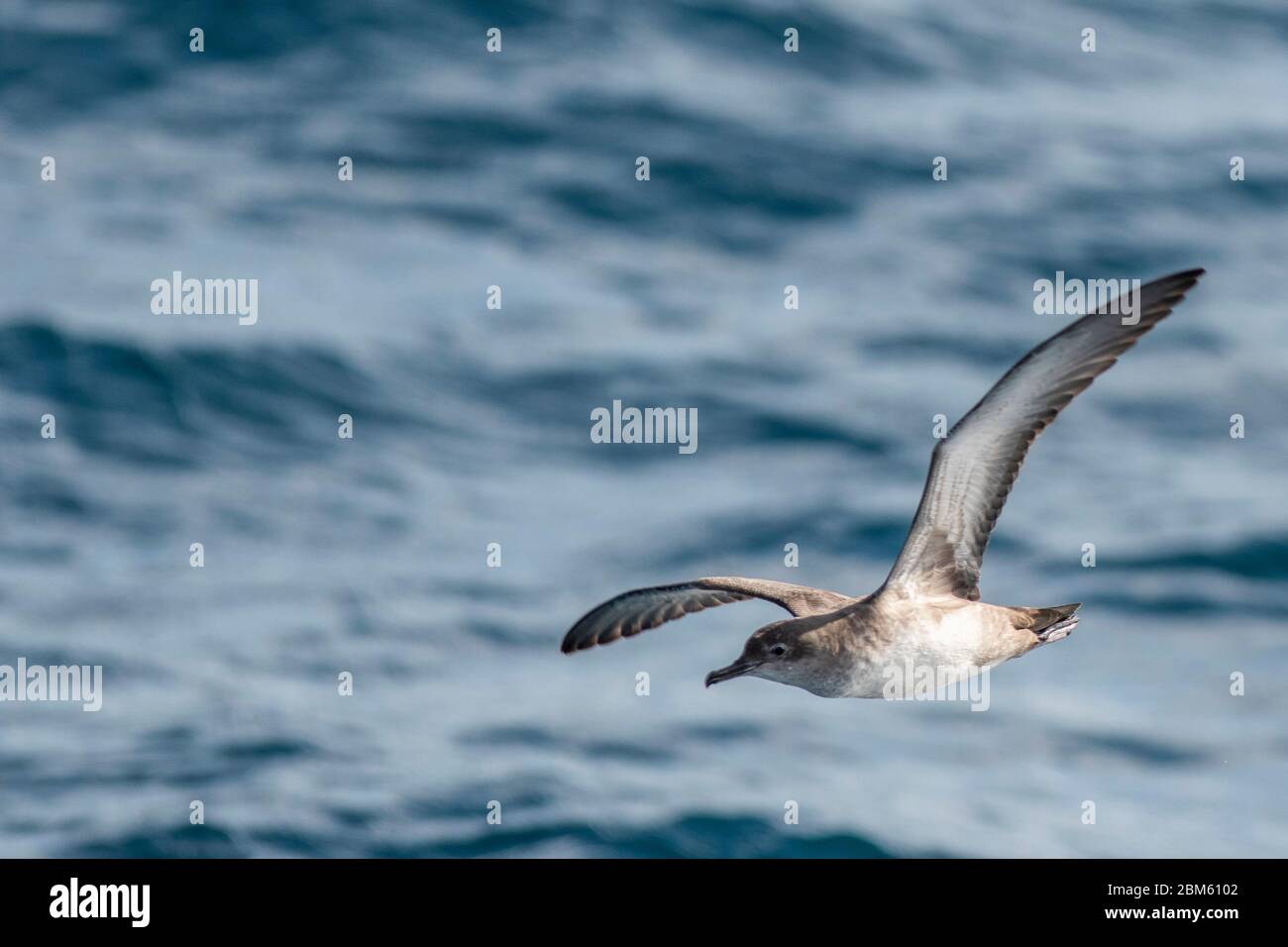 Shearwater diving hi-res stock photography and images - Alamy