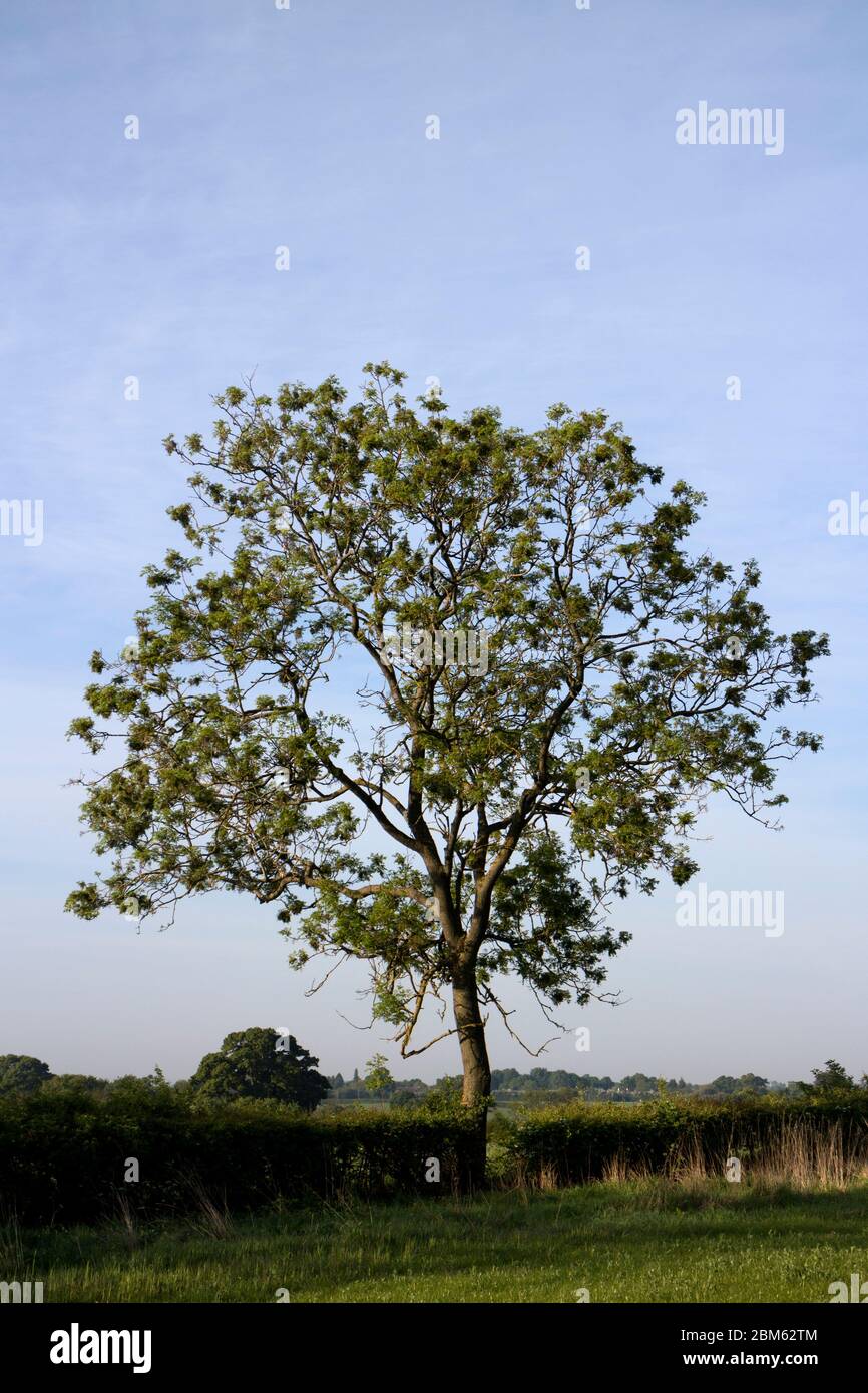 Ash trees in spring hi-res stock photography and images - Alamy
