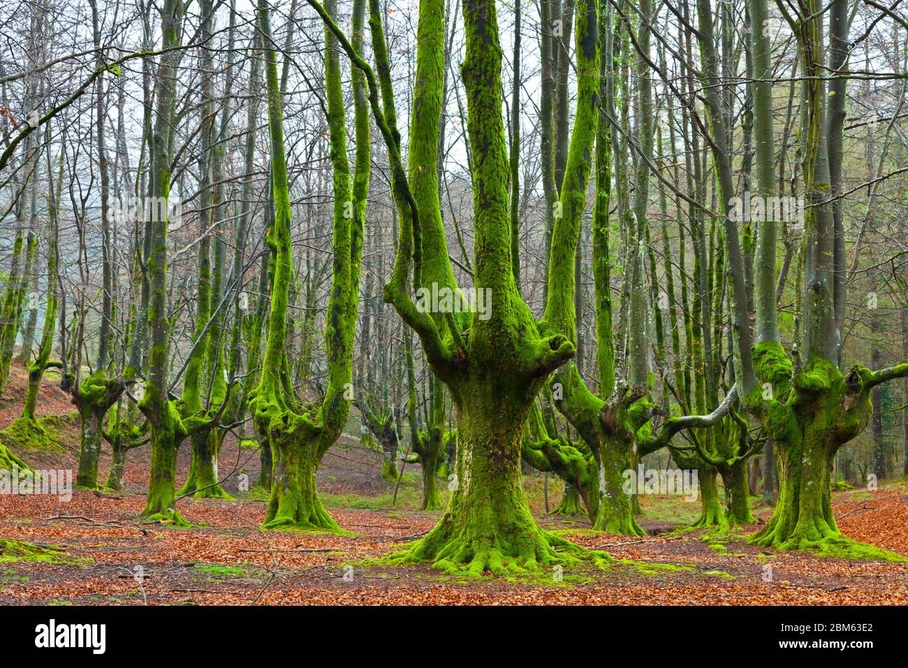 Beech forest (Bosque de Hayas), Gorbeia Natural Park, Alava-Bizkaia ...