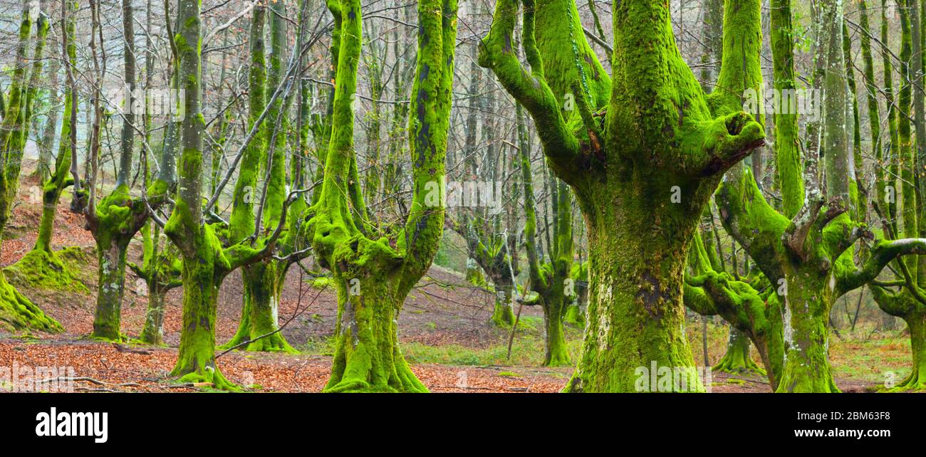 Beech forest (Bosque de Hayas), Gorbeia Natural Park, Alava-Bizkaia ...