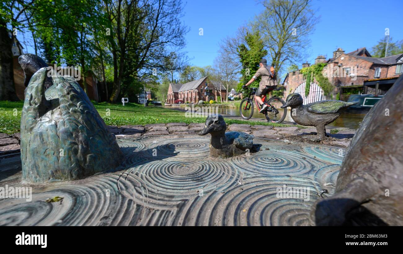 Worsley Ducks, Worsley, Manchester Stock Photo - Alamy