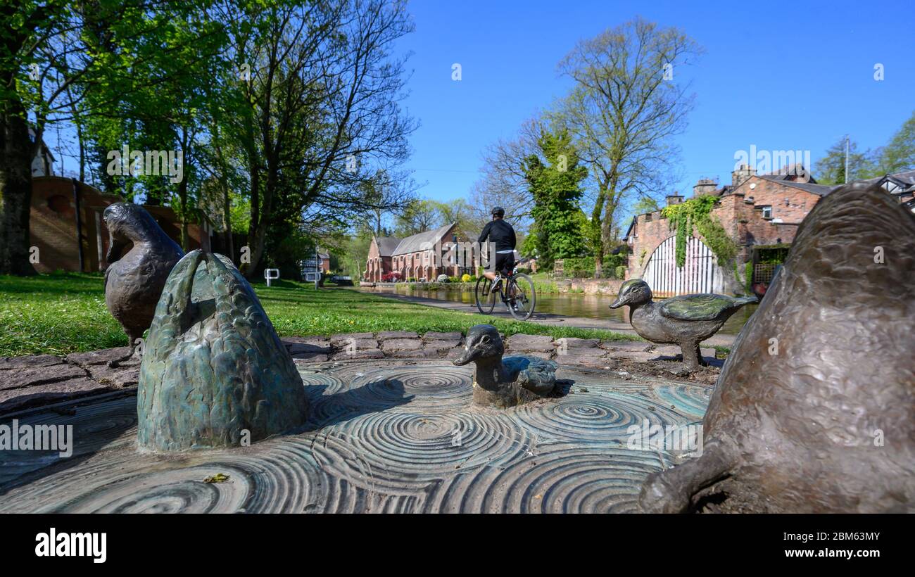 Worsley Ducks, Worsley, Manchester Stock Photo - Alamy