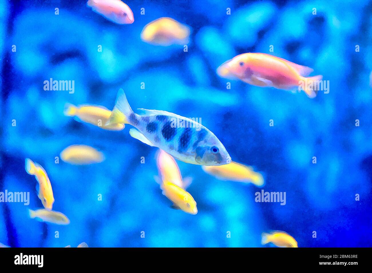 Watercolour painting of sea fish hi-res stock photography and images ...