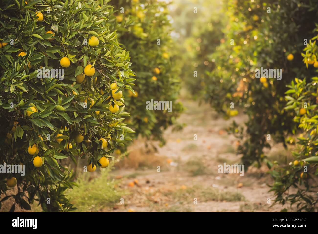 Orange garden with ripening orange fruits on the trees with green ...