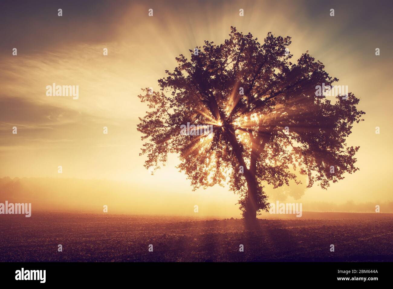 Single olive tree in the beautiful sunny fog at sunrise, natural ...