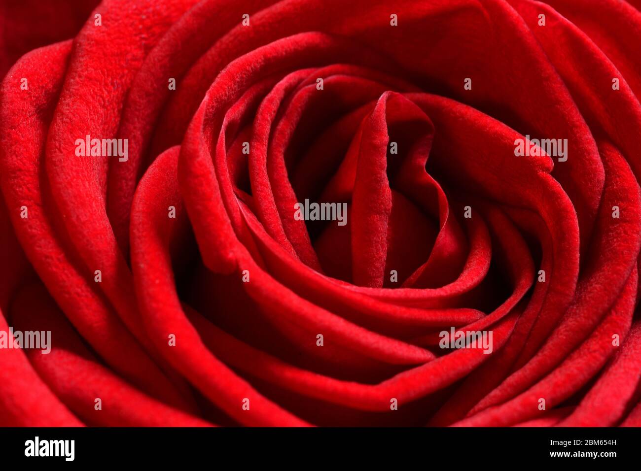 A close up macro shot of a red rose Stock Photo - Alamy