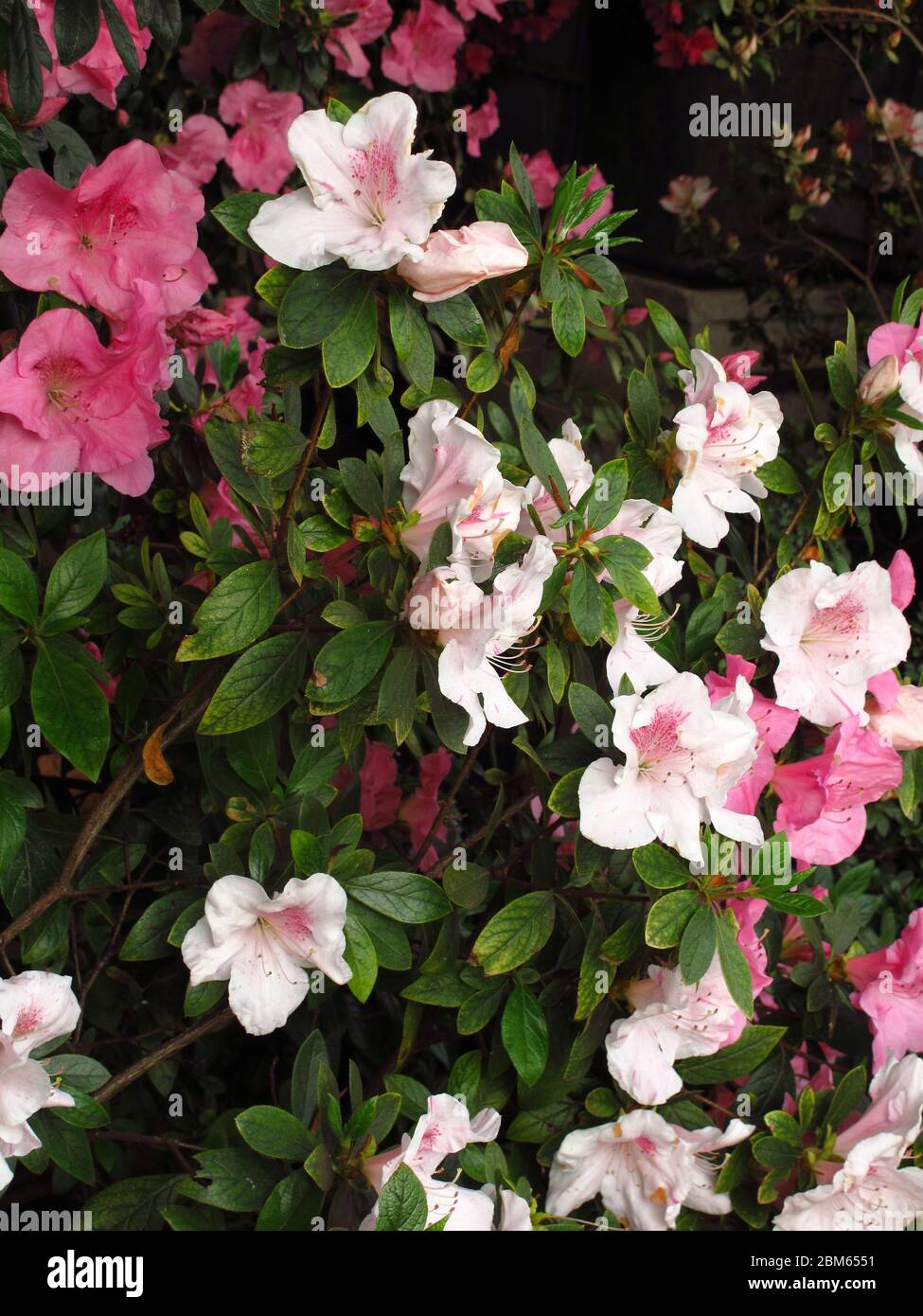 Beautiful pink Azaleas in bloom in a garden in Florence, Italy Stock ...