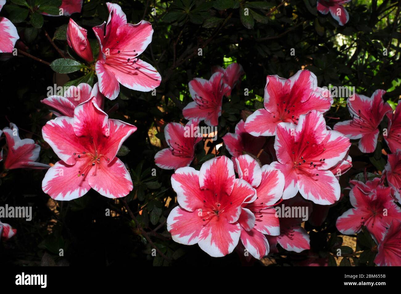 Beautiful pink Azaleas in bloom in a garden in Florence, Italy Stock ...