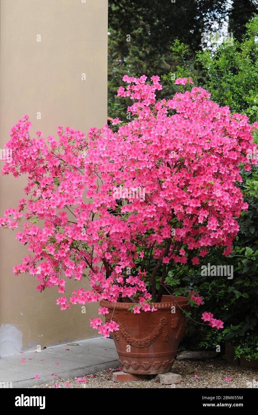Beautiful pink Azaleas in bloom in a garden in Florence, Italy Stock ...