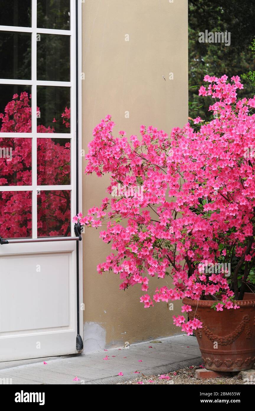 Beautiful pink Azaleas in bloom in a garden in Florence, Italy Stock ...