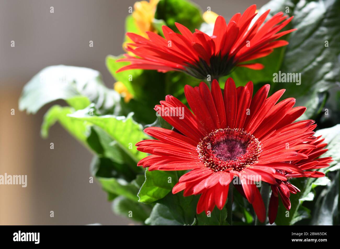 Beautiful Red Gerbera Flowers. Scientific name is Gerbera jamesonii ...