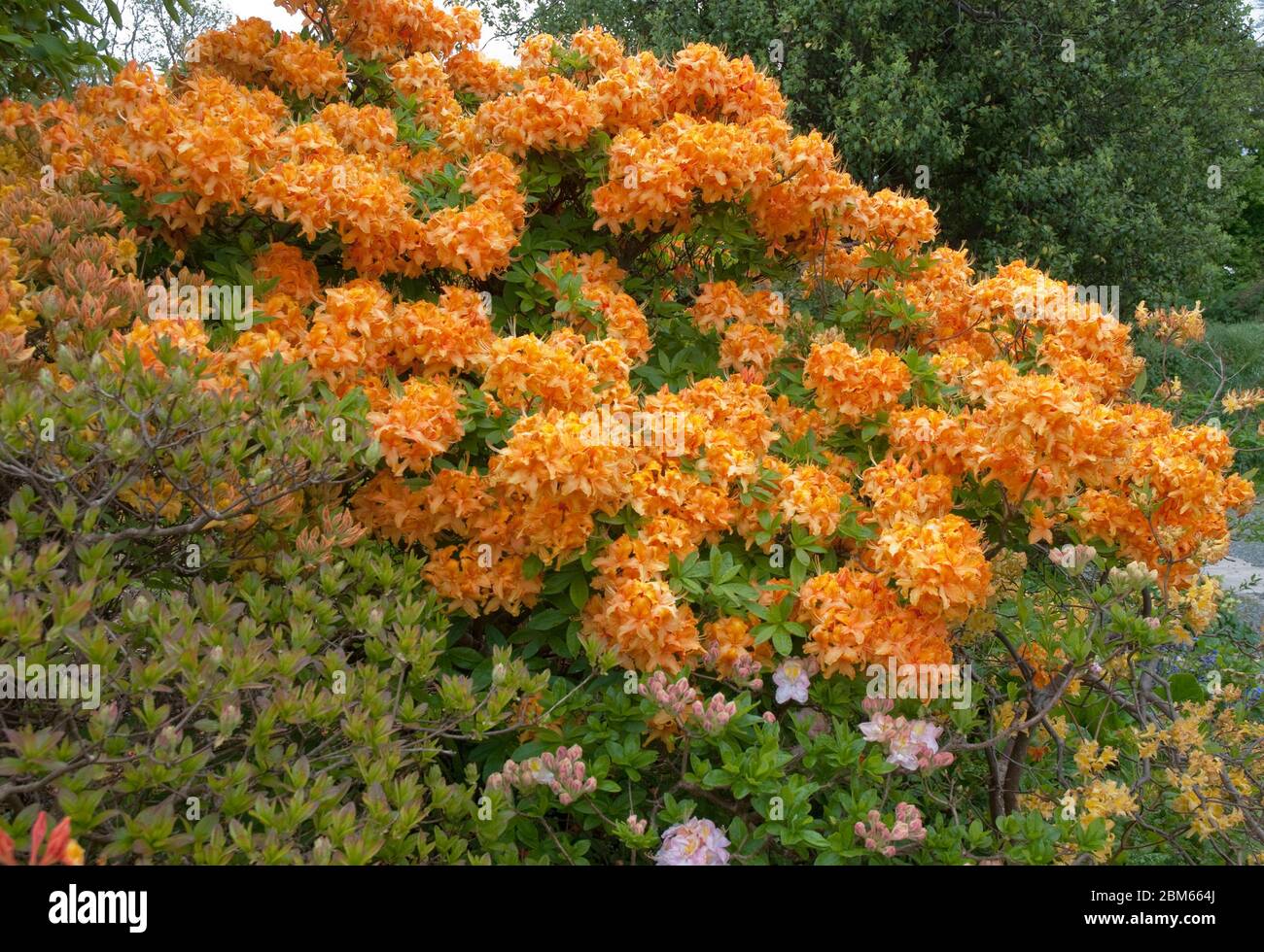 Apricot azaleas hi-res stock photography and images - Alamy