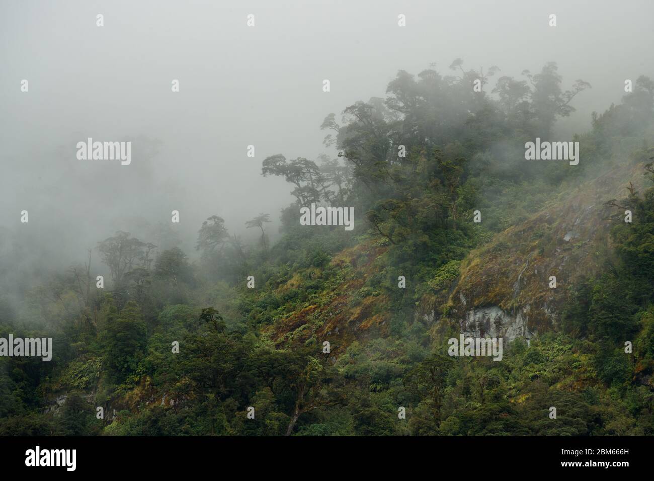 Thick forest in the Doubtful Sounds, Fiordlands National Park, New ...
