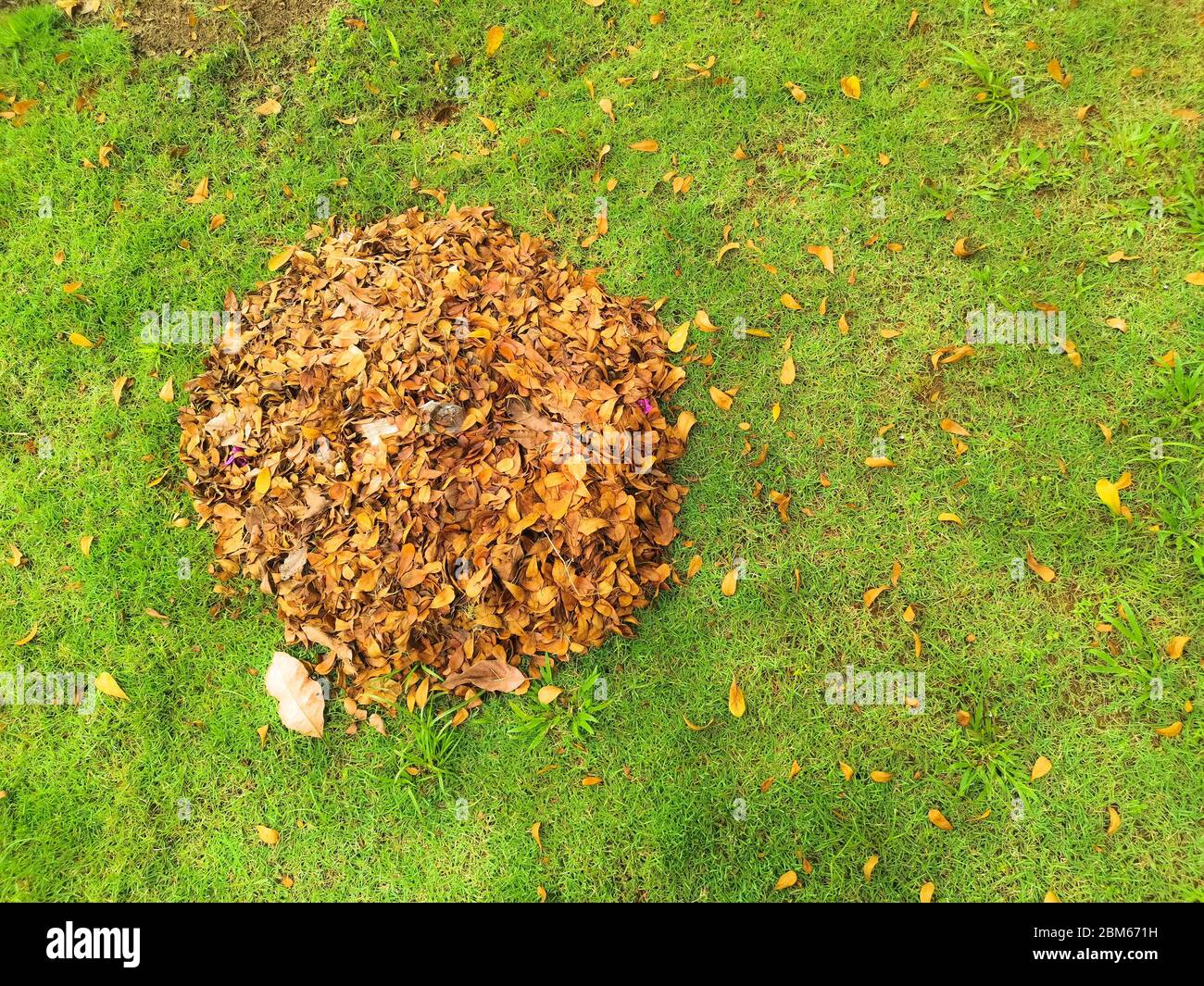 Top down from above view of pile of fallen brown leaves against green ...