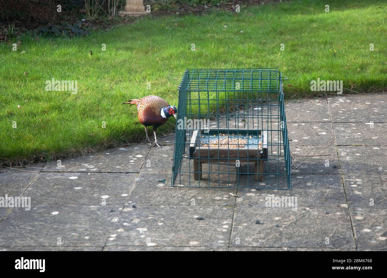 Pheasant Feeder High Resolution Stock Photography and Images - Alamy