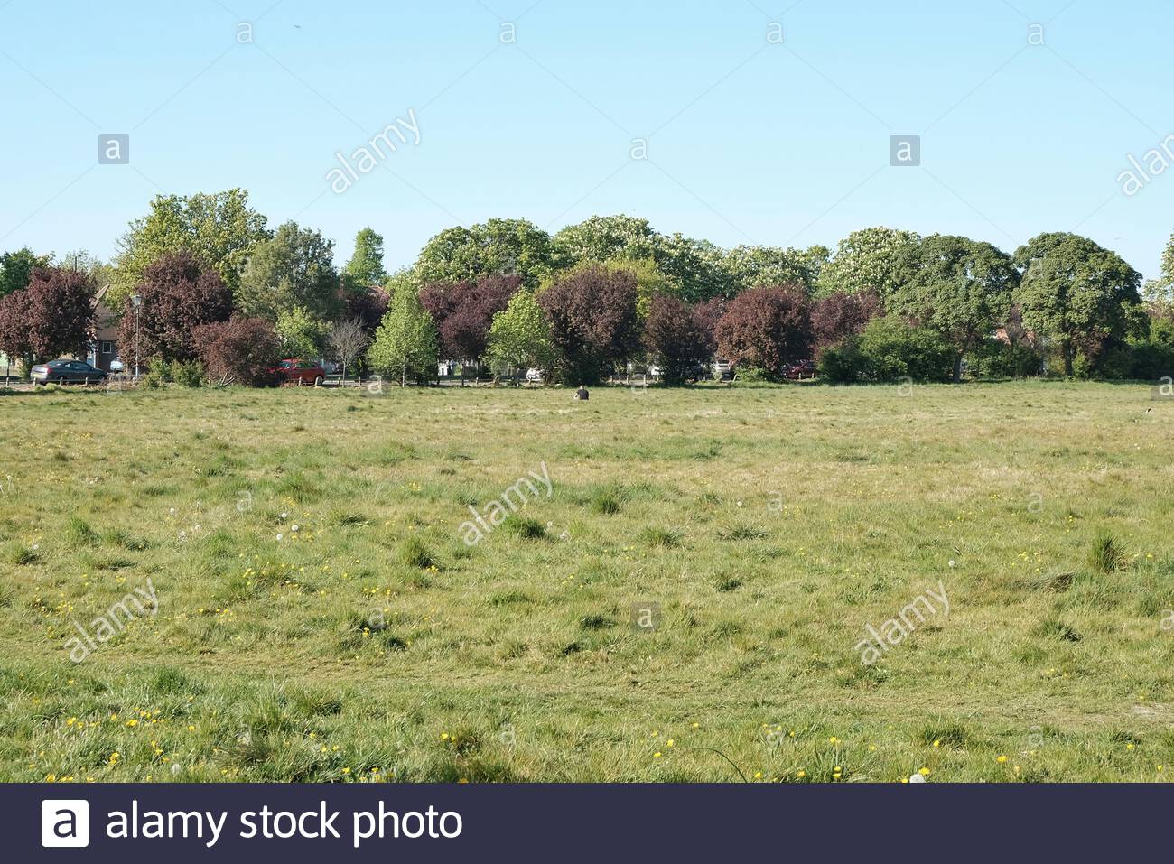 Mitcham Common High Resolution Stock Photography and Images - Alamy