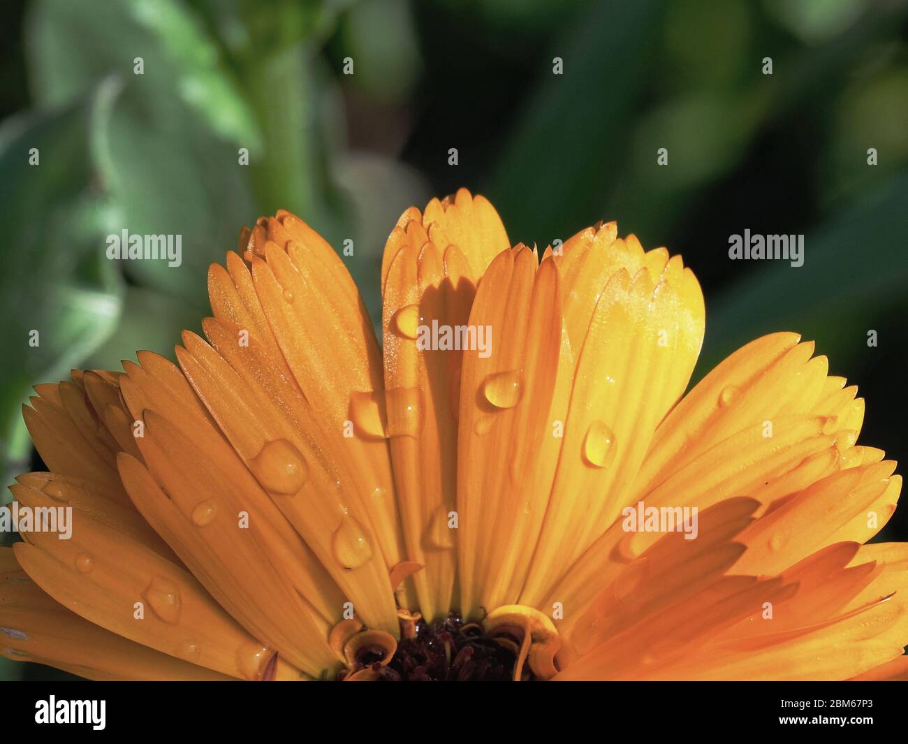 English marigold hi-res stock photography and images - Alamy