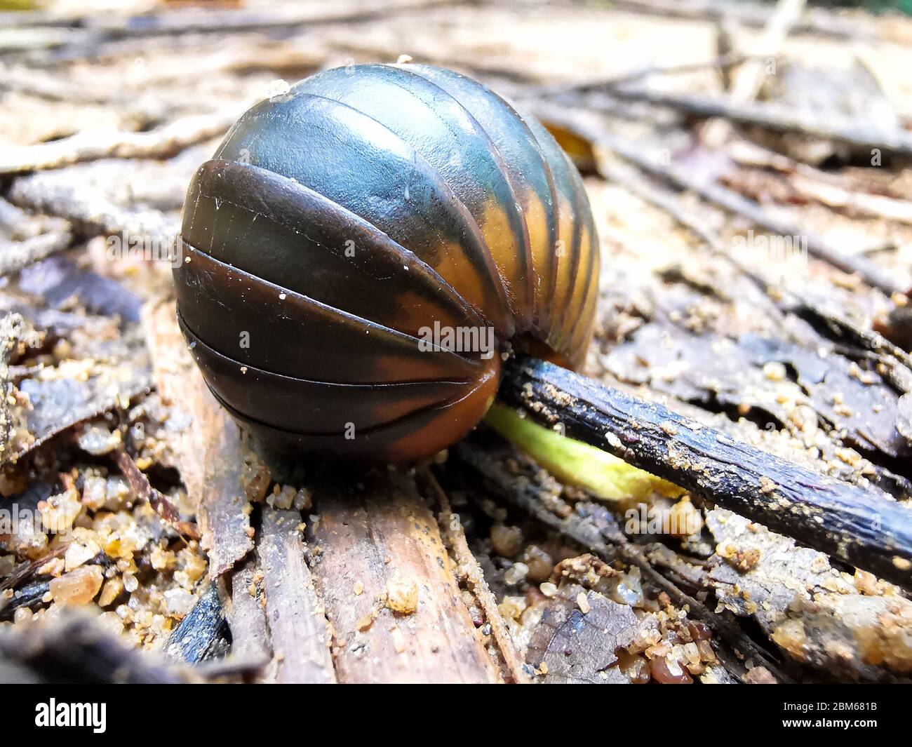 Suborder oniscidea hi-res stock photography and images - Alamy