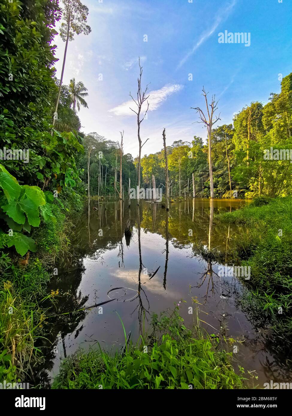Treeline reflection on pond in Bukit Sapu Tangan hiking trail Shah Alam ...