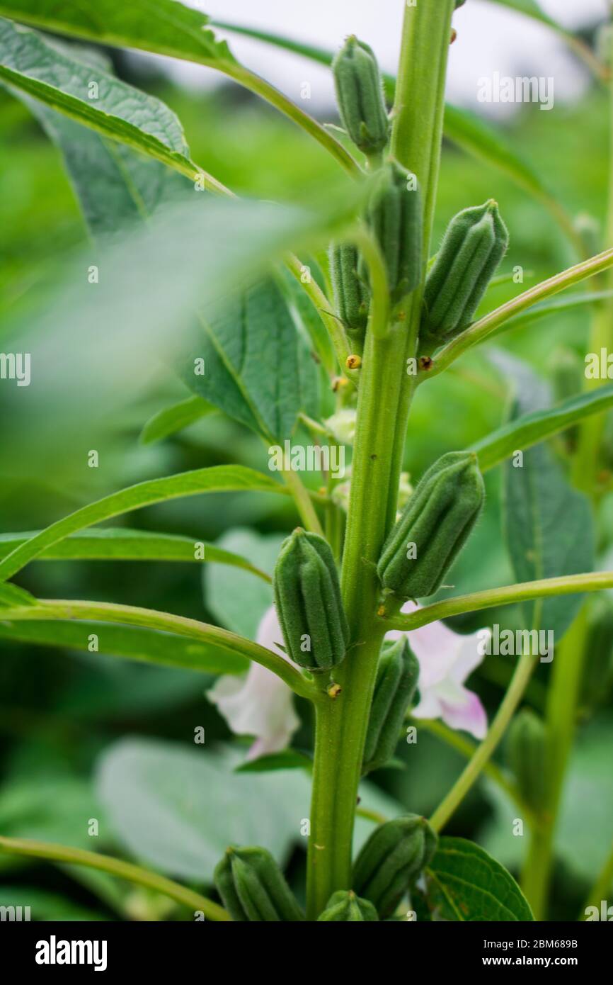 The sesame tree hi-res stock photography and images - Alamy