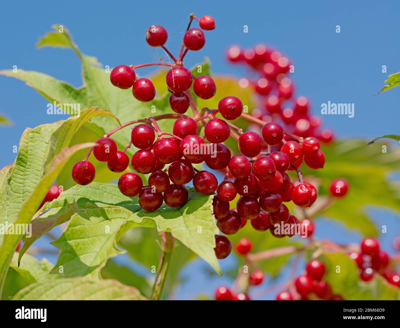 Viburnum fruits hi-res stock photography and images - Alamy