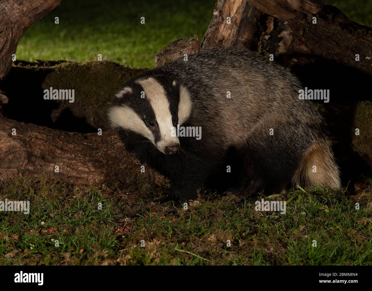 Badger (Meles meles), adult portrait, eating peanuts, Dumfries, SW ...
