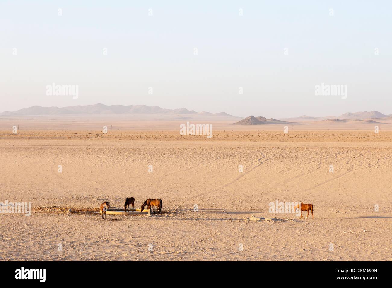 Wildpferde der Namib, Garub, Namibia Stock Photo - Alamy