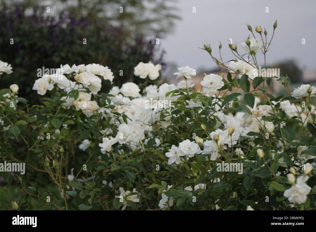 a lot of white roses Stock Photo - Alamy