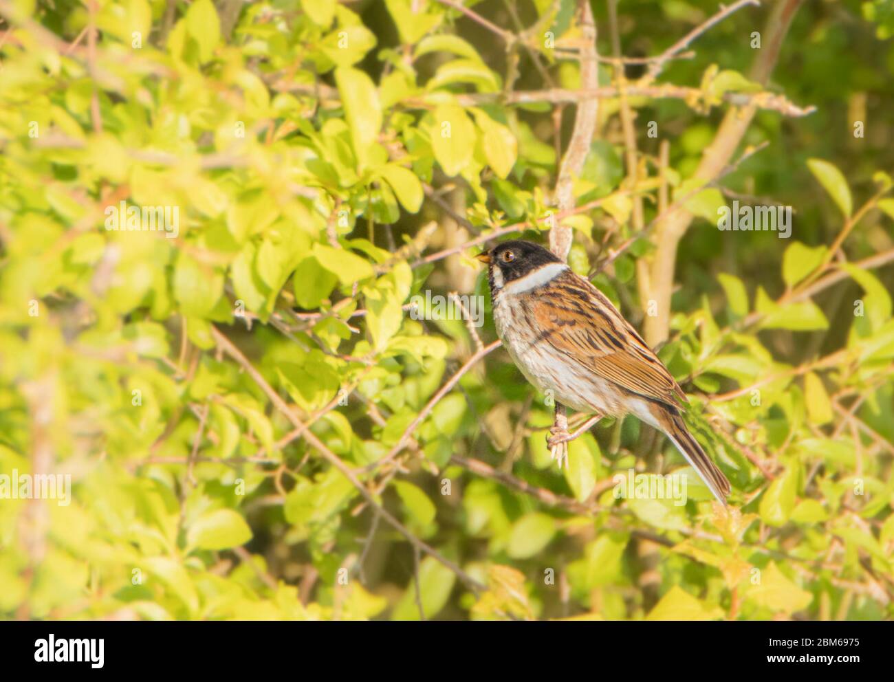 Hunched bird hi-res stock photography and images - Alamy