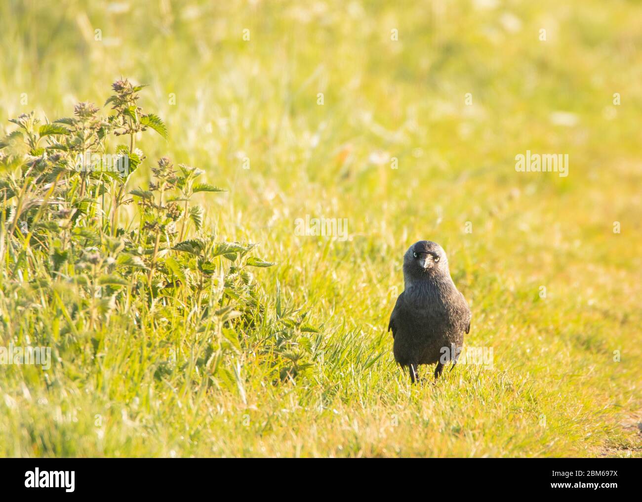 Black cap bird uk hi-res stock photography and images - Alamy