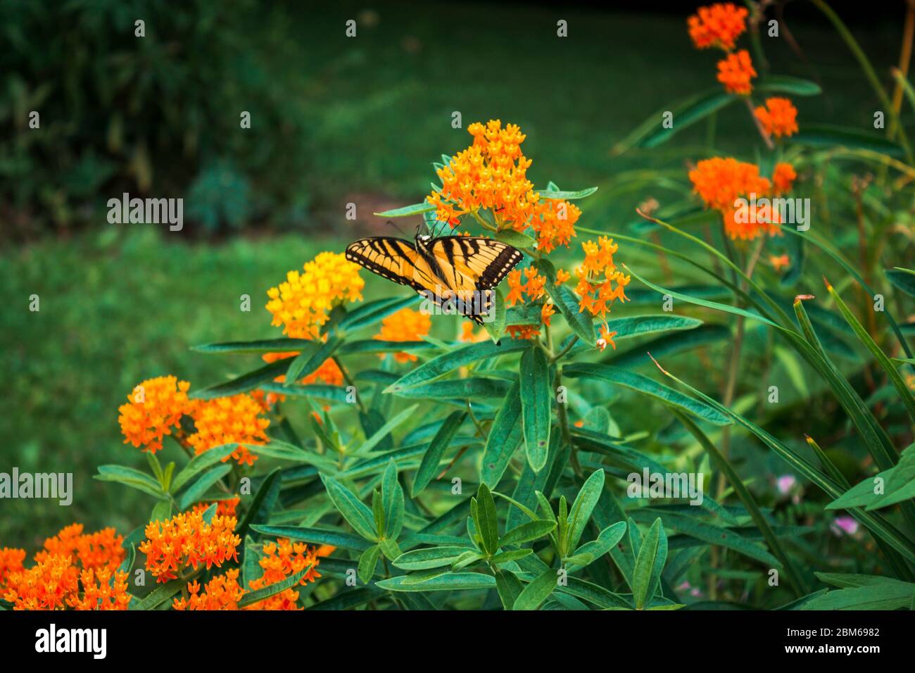 Monarch butterfly sitting on a flowering bush in the summer in ...
