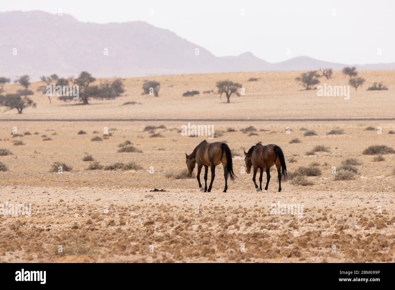 Wildpferde der Namib, Garub, Namibia Stock Photo - Alamy