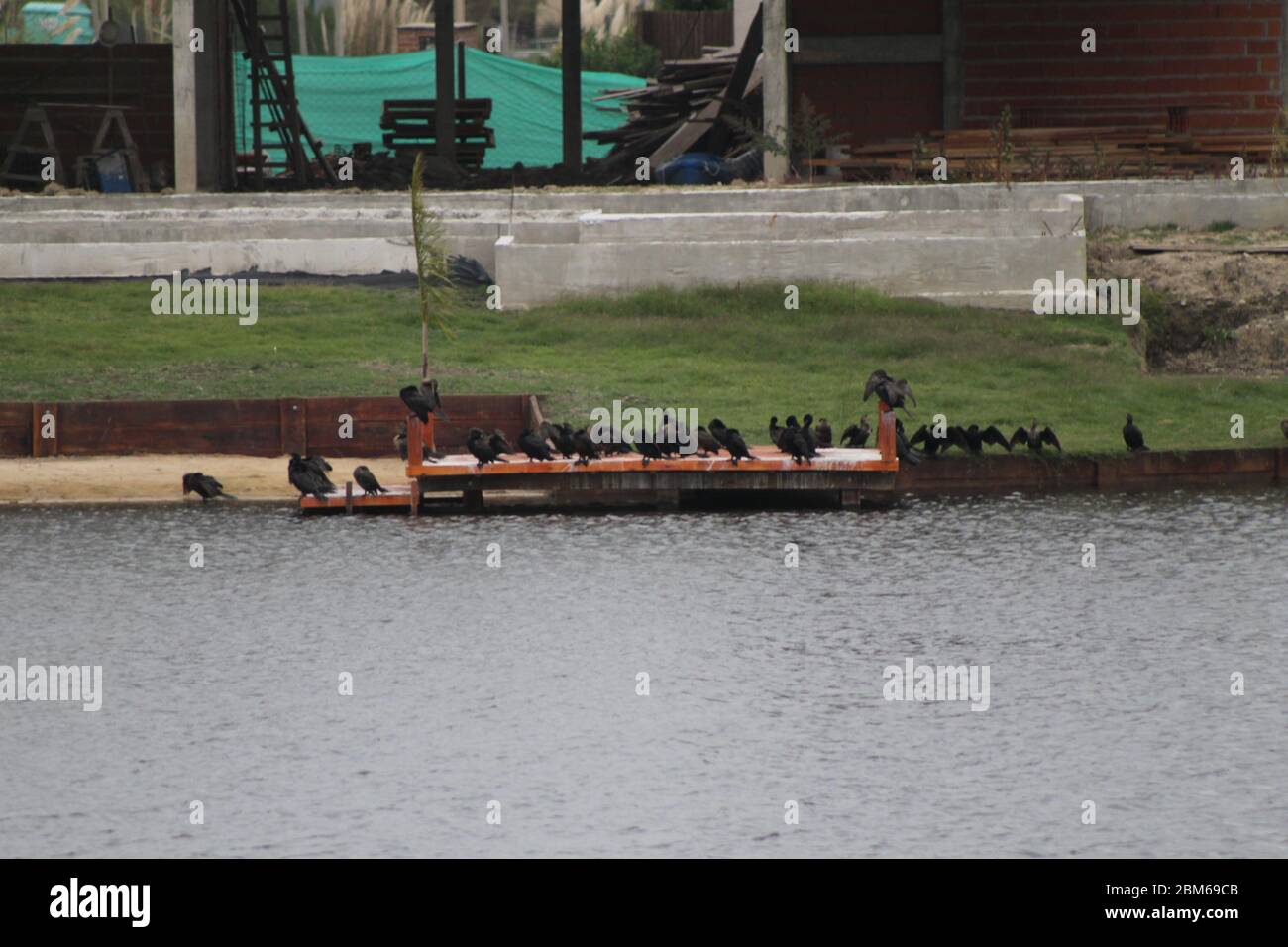 a lot of ducks on a dock Stock Photo - Alamy