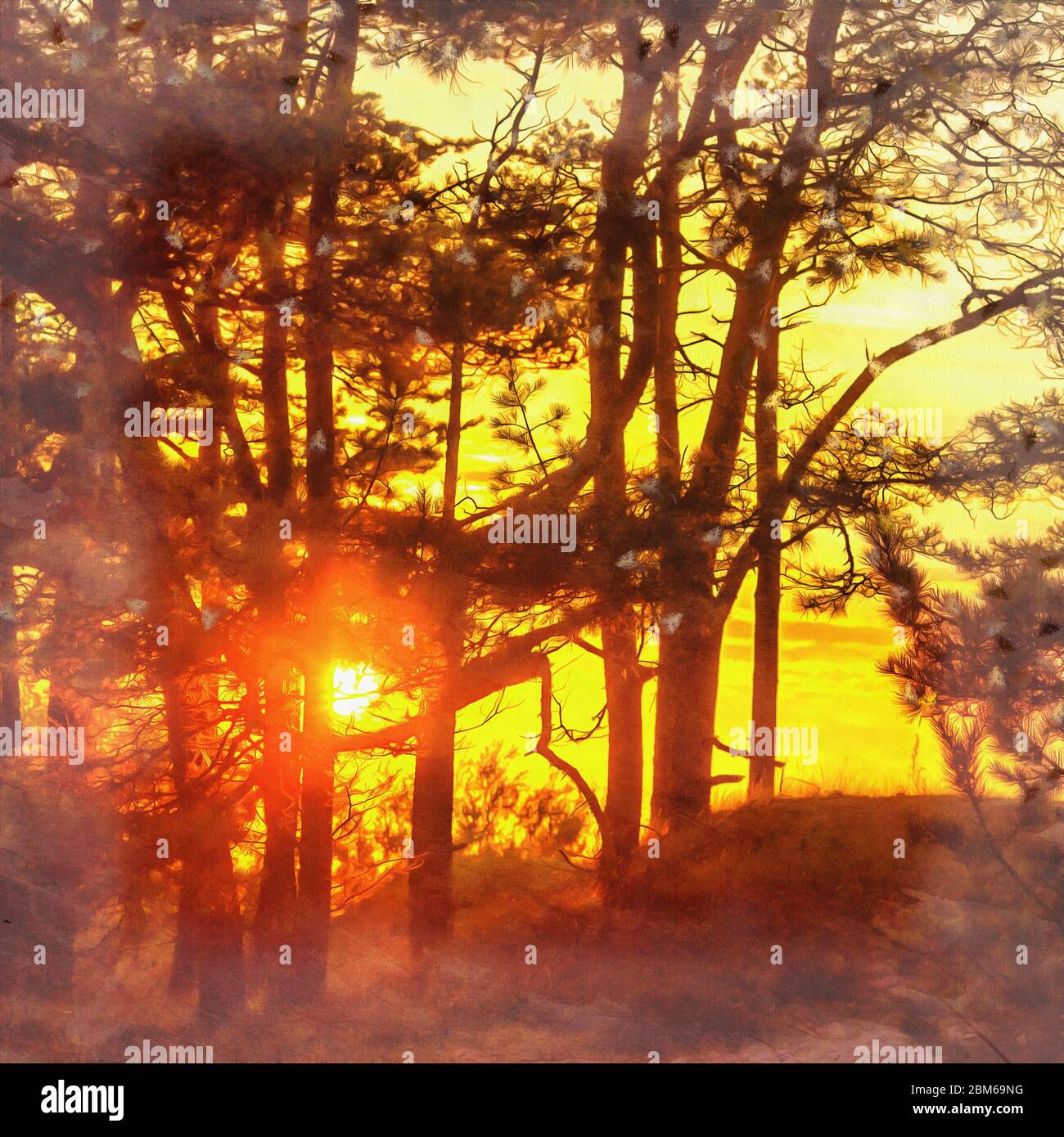Beautiful sunset through thу pine trees colorful painting looks like ...