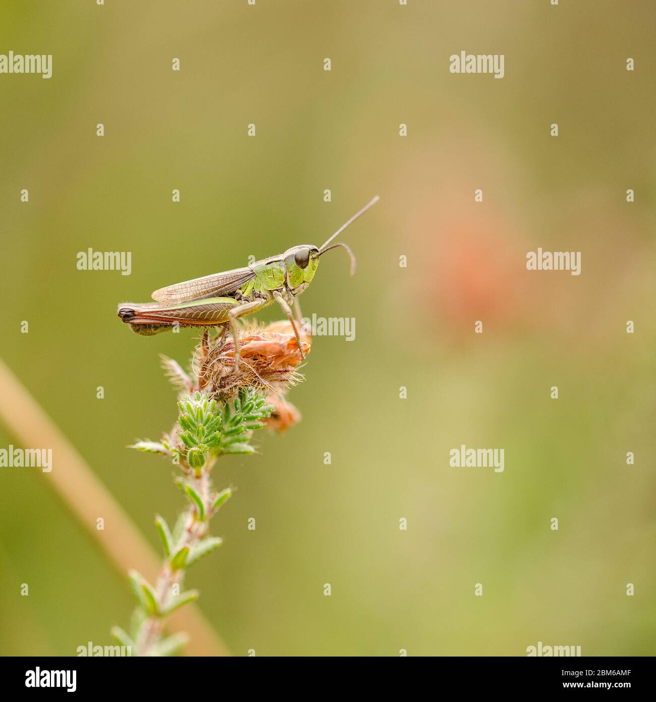 Short wings hi-res stock photography and images - Alamy
