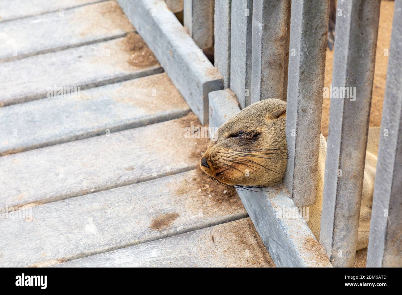 Cape Cross Seal Reserve, Robbenreservat, Kreuzkap, Skeleton Coast Park ...