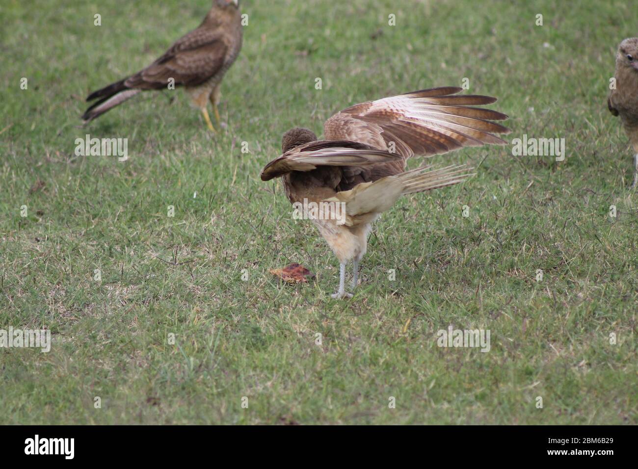 Chimangos hi-res stock photography and images - Alamy
