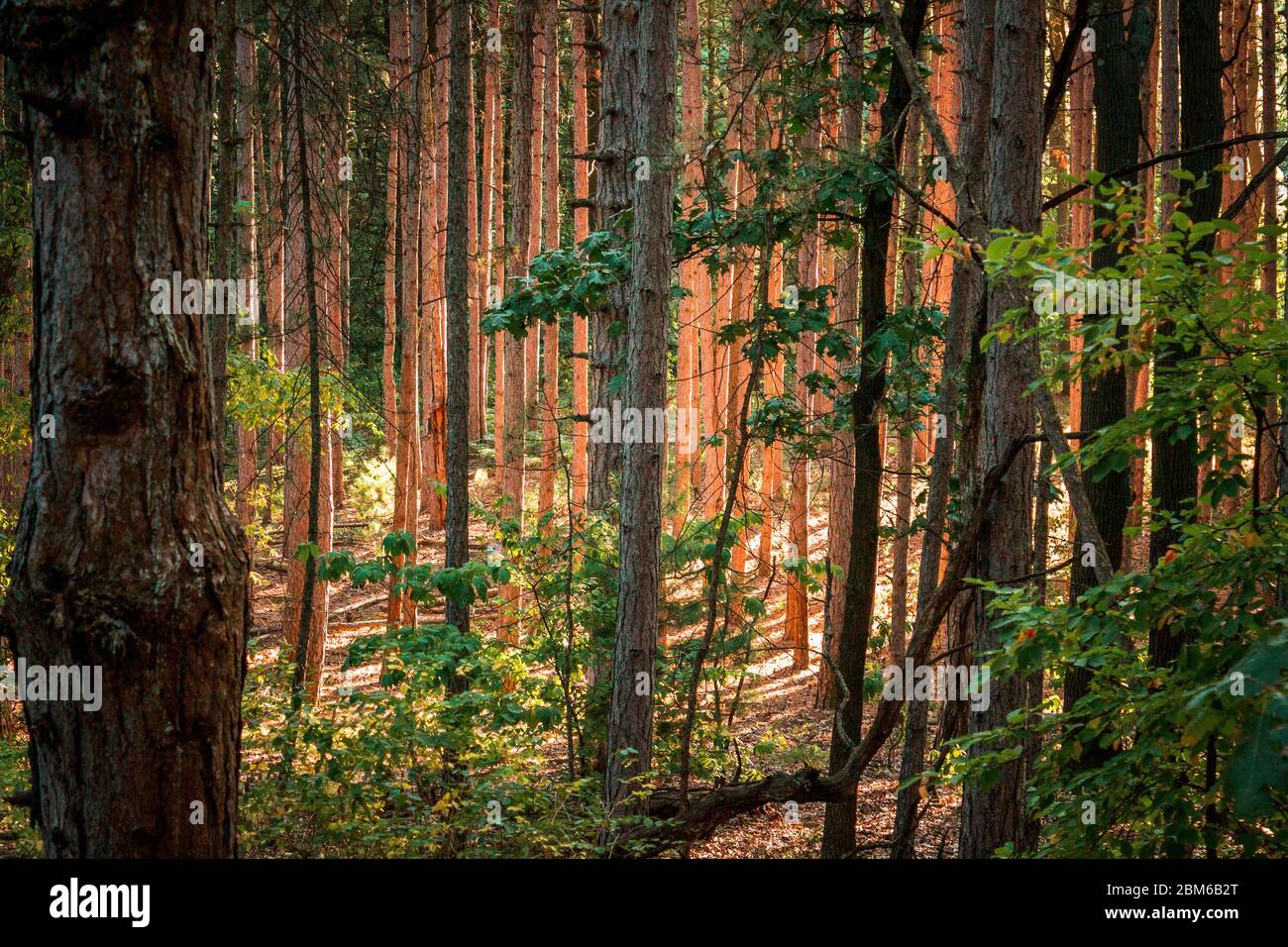 Sun peaking through the trees in a forest in Michigan Stock Photo - Alamy