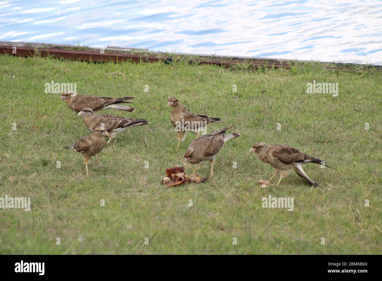 Birds eating meat hi-res stock photography and images - Alamy