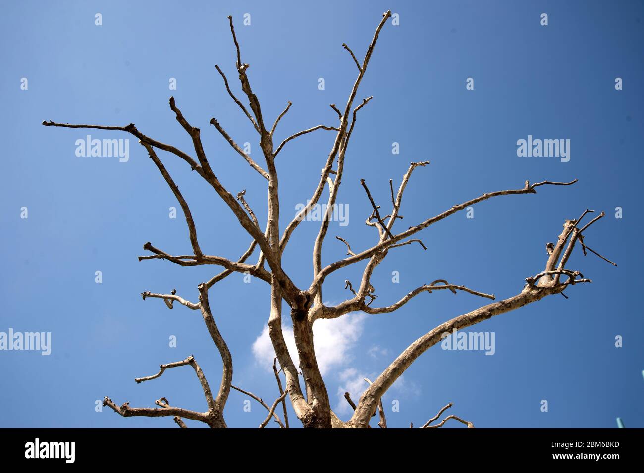 London, May 2020.A pollarded plane tree with a small cloud Stock Photo ...